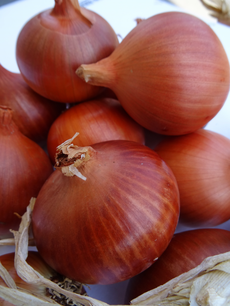 Hagyma AMINORET® technológia - Hortiservice