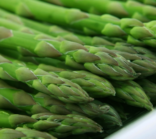 Spárga AMINORET® technológia - Hortiservice