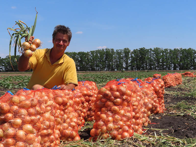 Áttelelő hagyma - Hortiservice