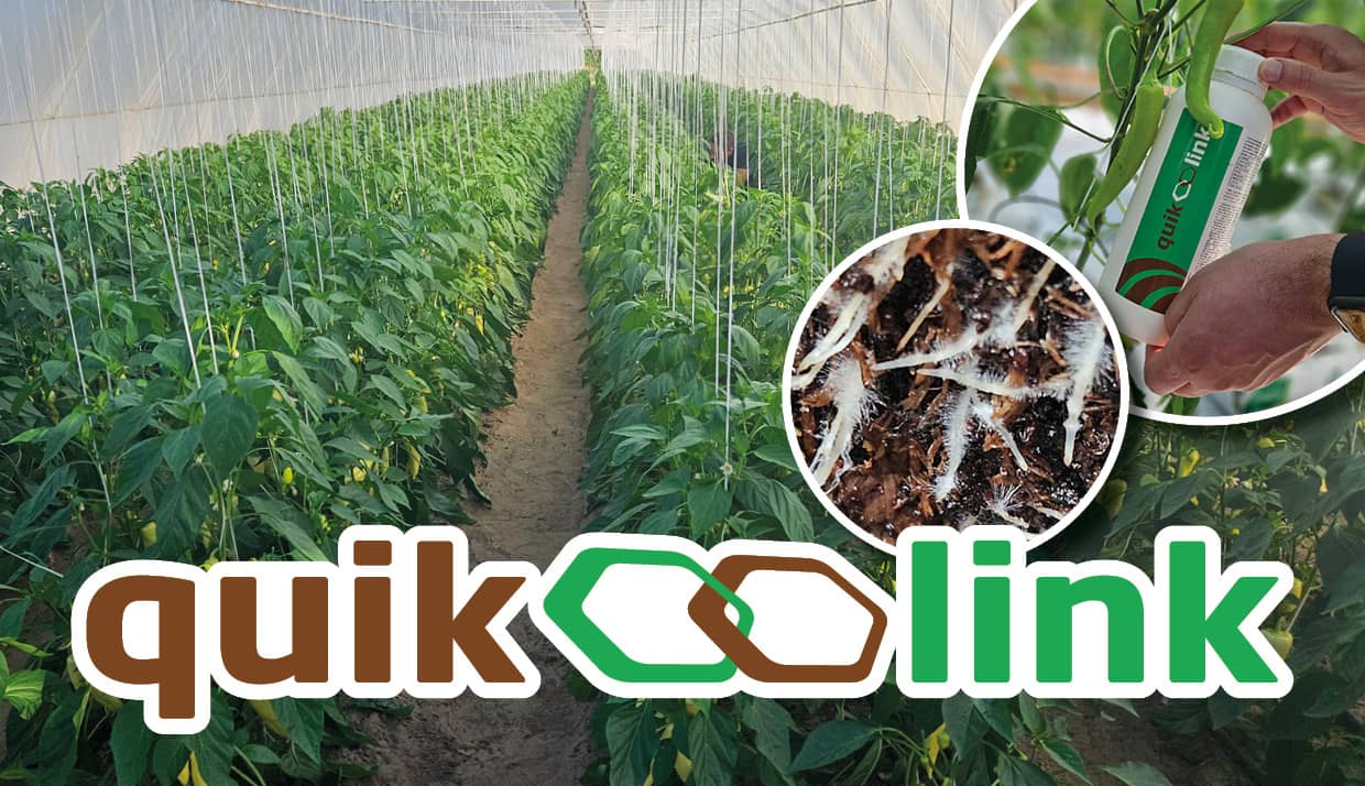 Quik-Link hatékonysági vizsgálat talajos paprika termesztésben ...